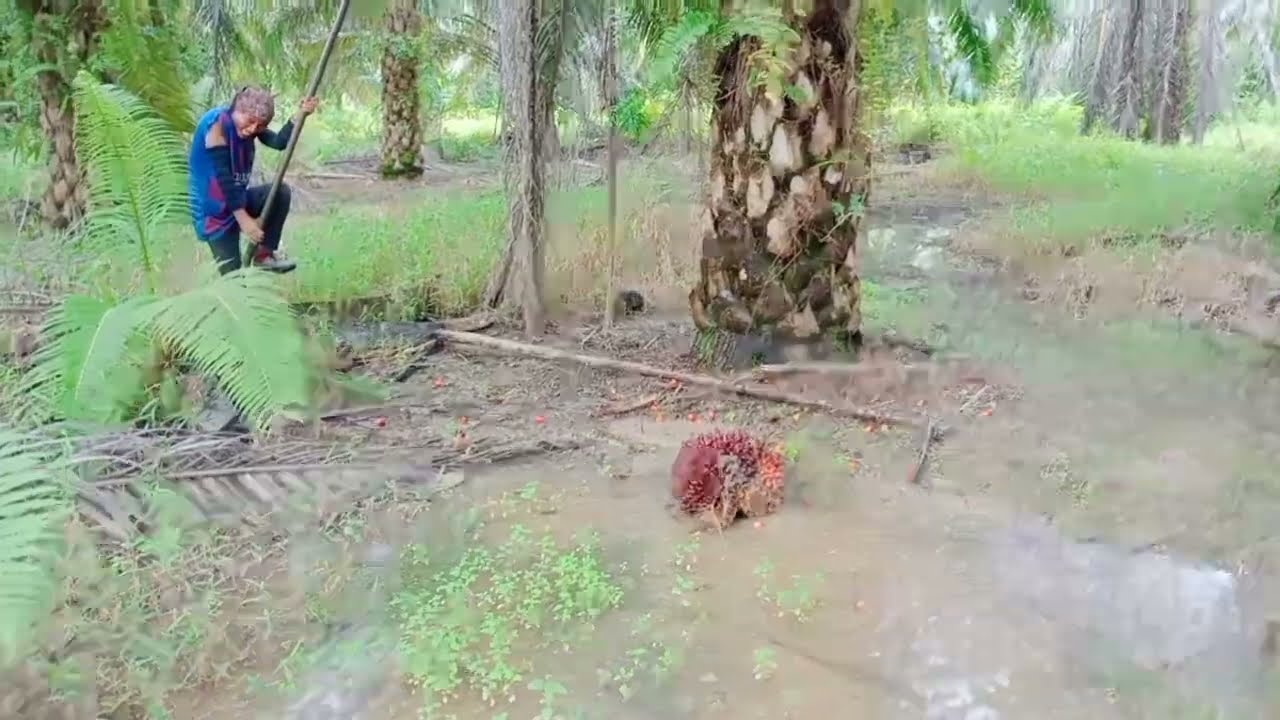 skill pemanen sawit malaysia pindahan perak // panen sawit super banyak ...