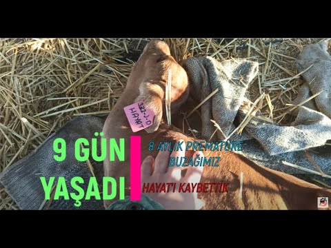HAYAT ÖLDÜ / ELİMİZDEN GELENİ YAPTIK FAKAT KURTARAMADIK :(