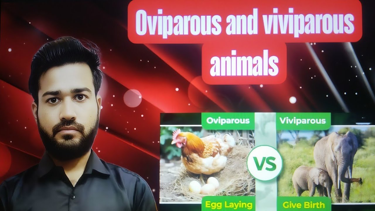 Oviparous and Viviparous animals - YouTube