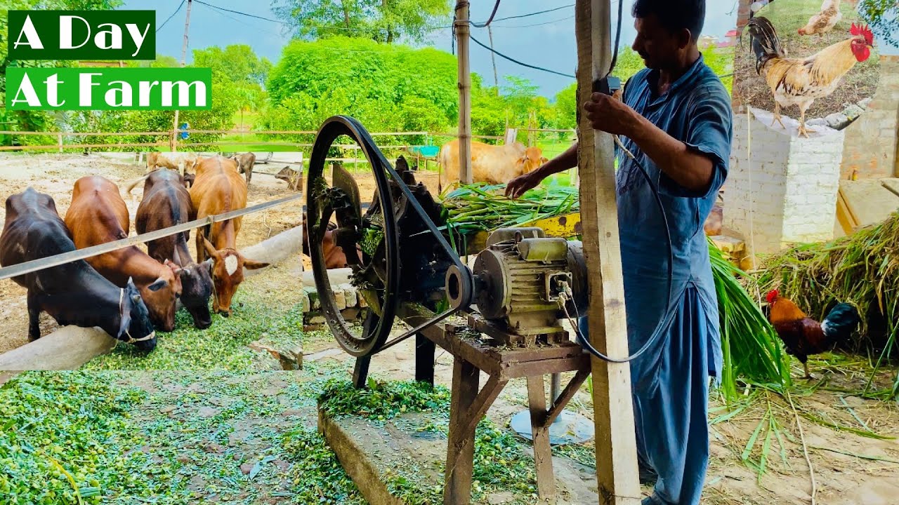 Daily Routine On A Farm | Village Life Of Punjab | Countryside life ...