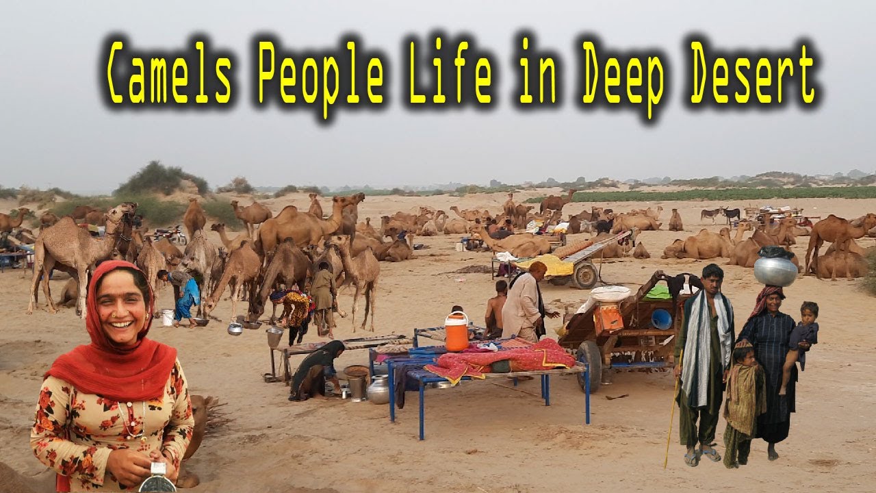 Camels People Lifestyle in Deep Desert || Desert women life || Desert ...