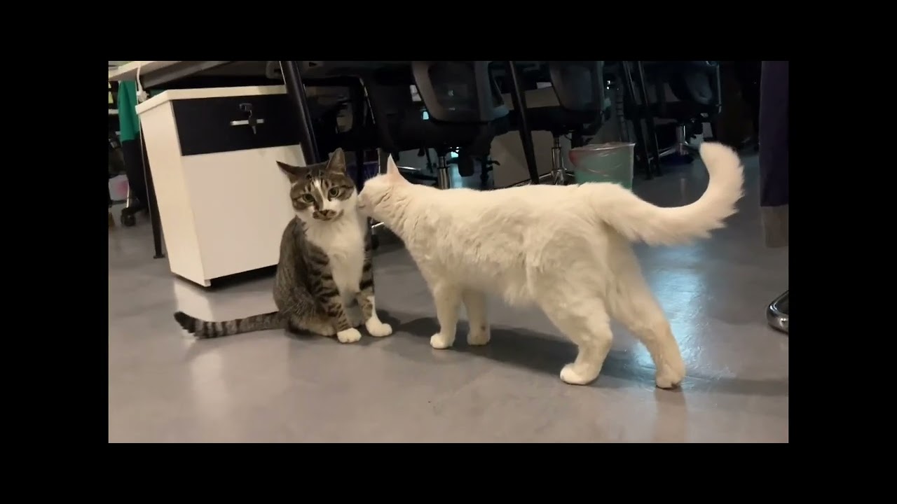 5 minute talking cat compilation - YouTube