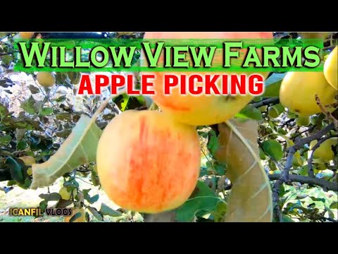 Willow View Farms | Abbotsford BC Canada | Apple Picking - YouTube