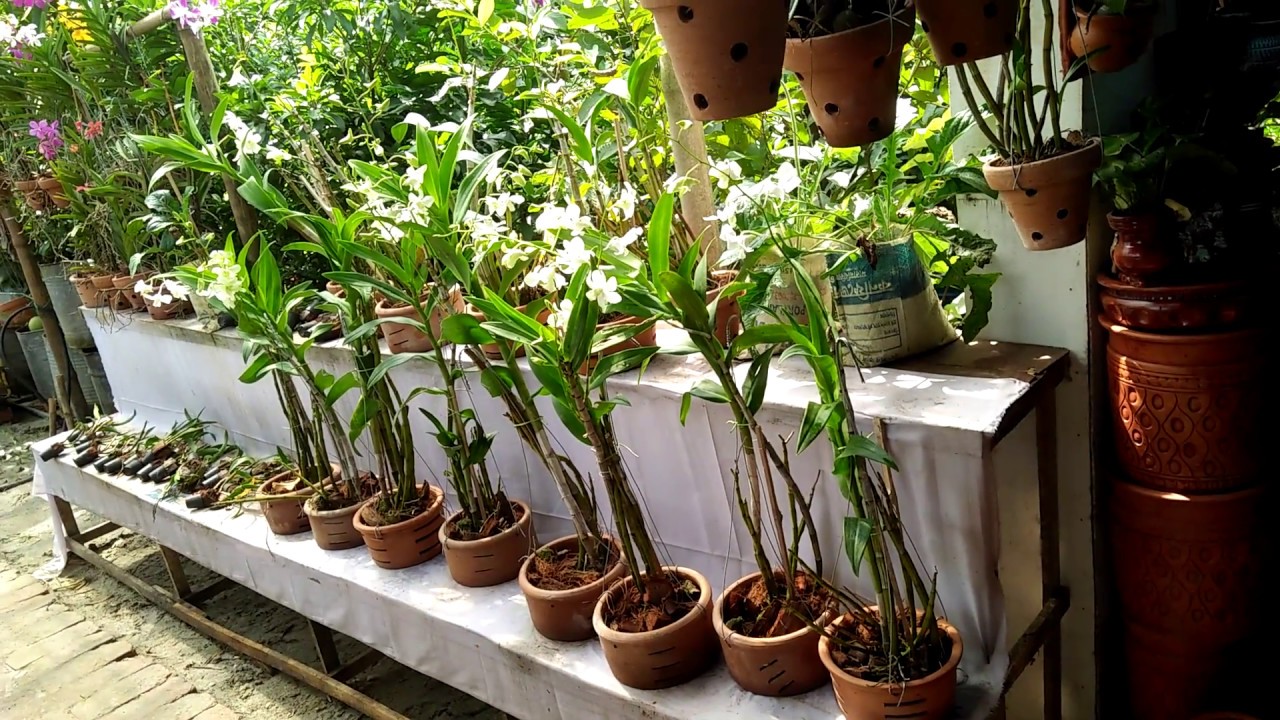 National Tree Fair 2018.(EPS-17) জাতীয় বৃক্ষ মেলা ২০১৮ইং(পর্ব-১৭ ...