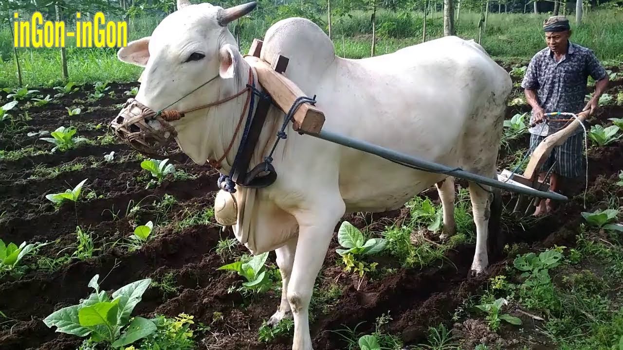 Eksklusif Bajak Ladang sapi jawa betina indukan sapi kesayangan - YouTube