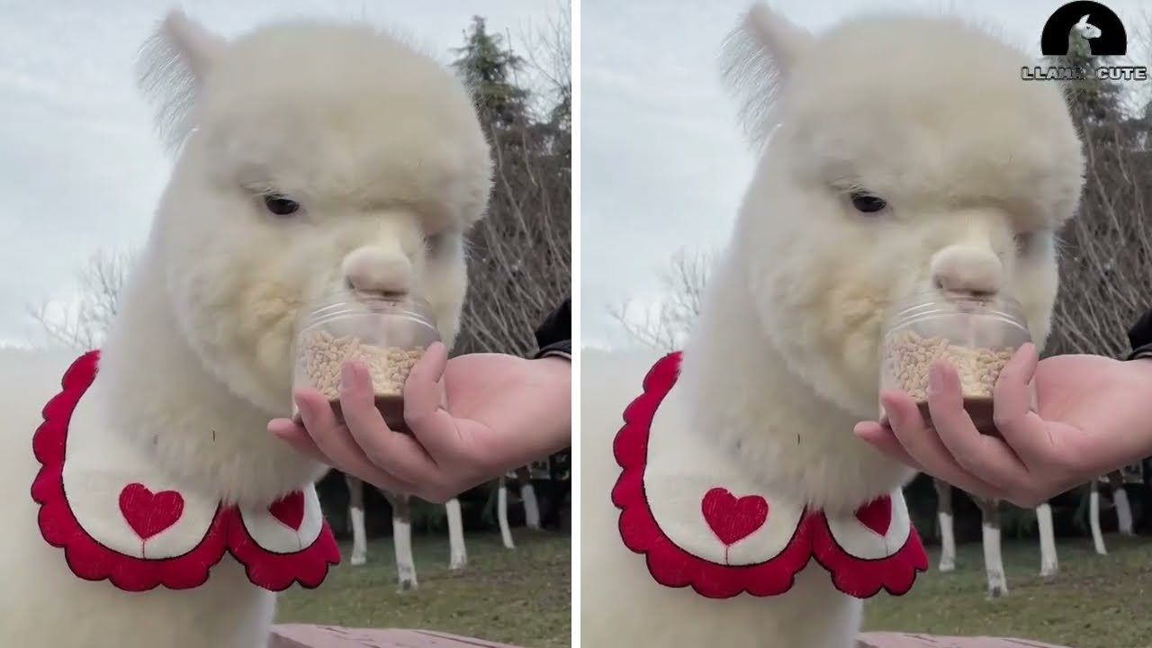 Llama linda y divertida como un video de mascotas | Cute And Funny ...