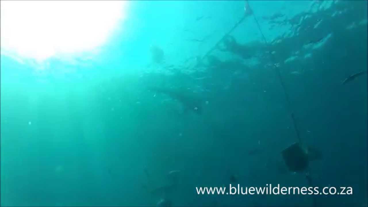 Underwater Kiss - Swim with Sharks Blue Wilderness - YouTube