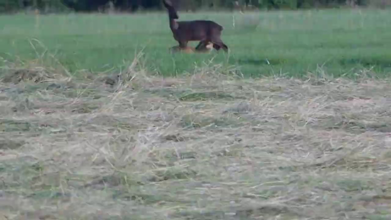 Reekits genieten van verse moedermelk - YouTube