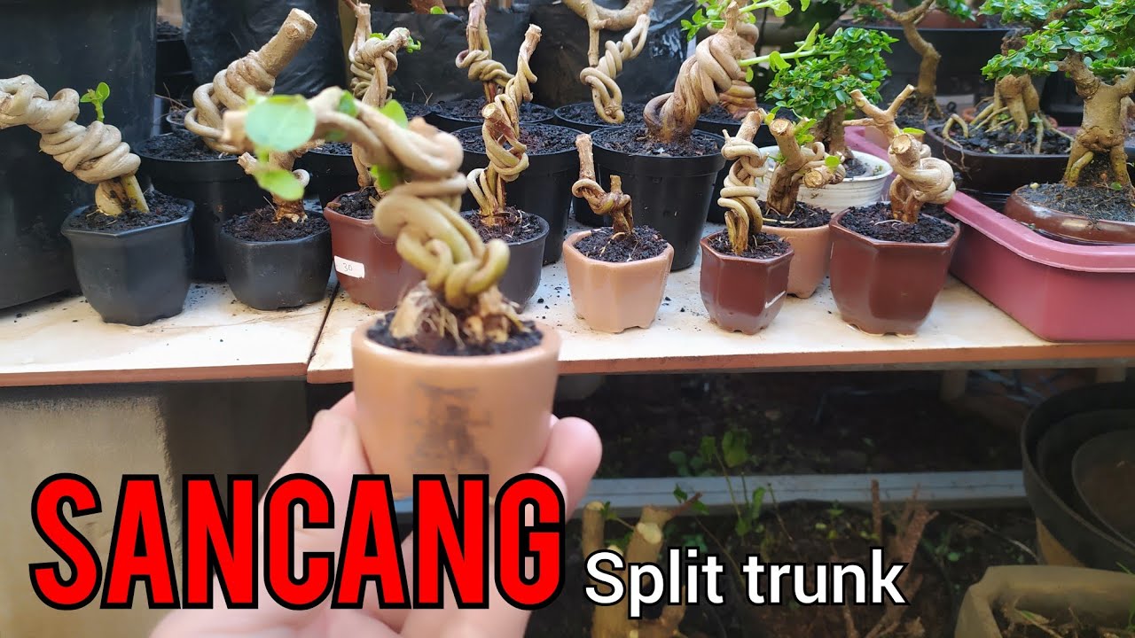 Dijual....!! sancang split trunk unyu unyu - YouTube