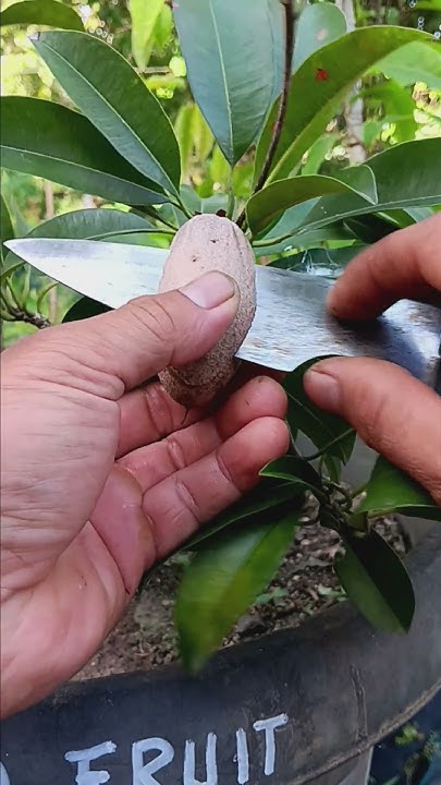 sapodilla fruit harvest #sapodilla - YouTube