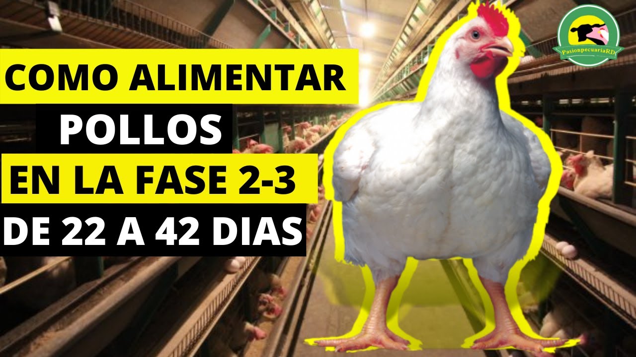 COMO ALIMENTAR POLLOS CORRECTAMENTE🔴(Fase 2-3)(Crecimiento Y Engorde ...