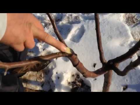 mar florina - formare coroana anul 2 - YouTube