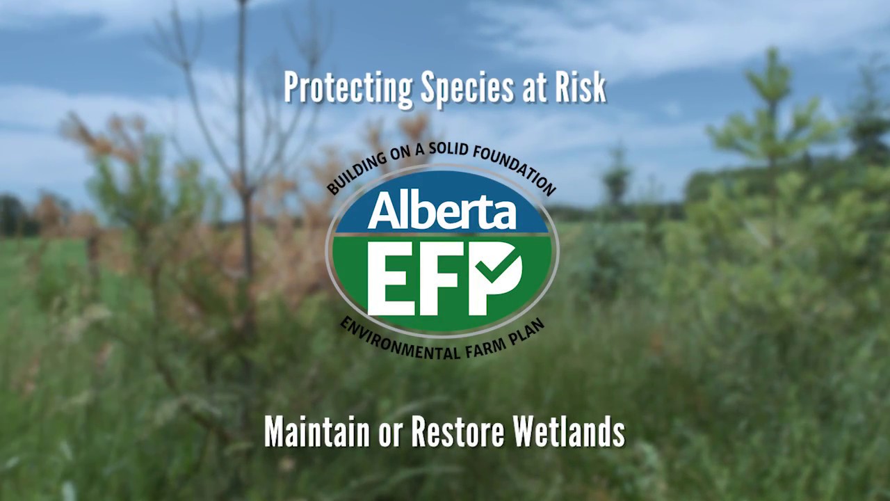 Alberta EFP - Maintaining and Restoring Wetlands - YouTube