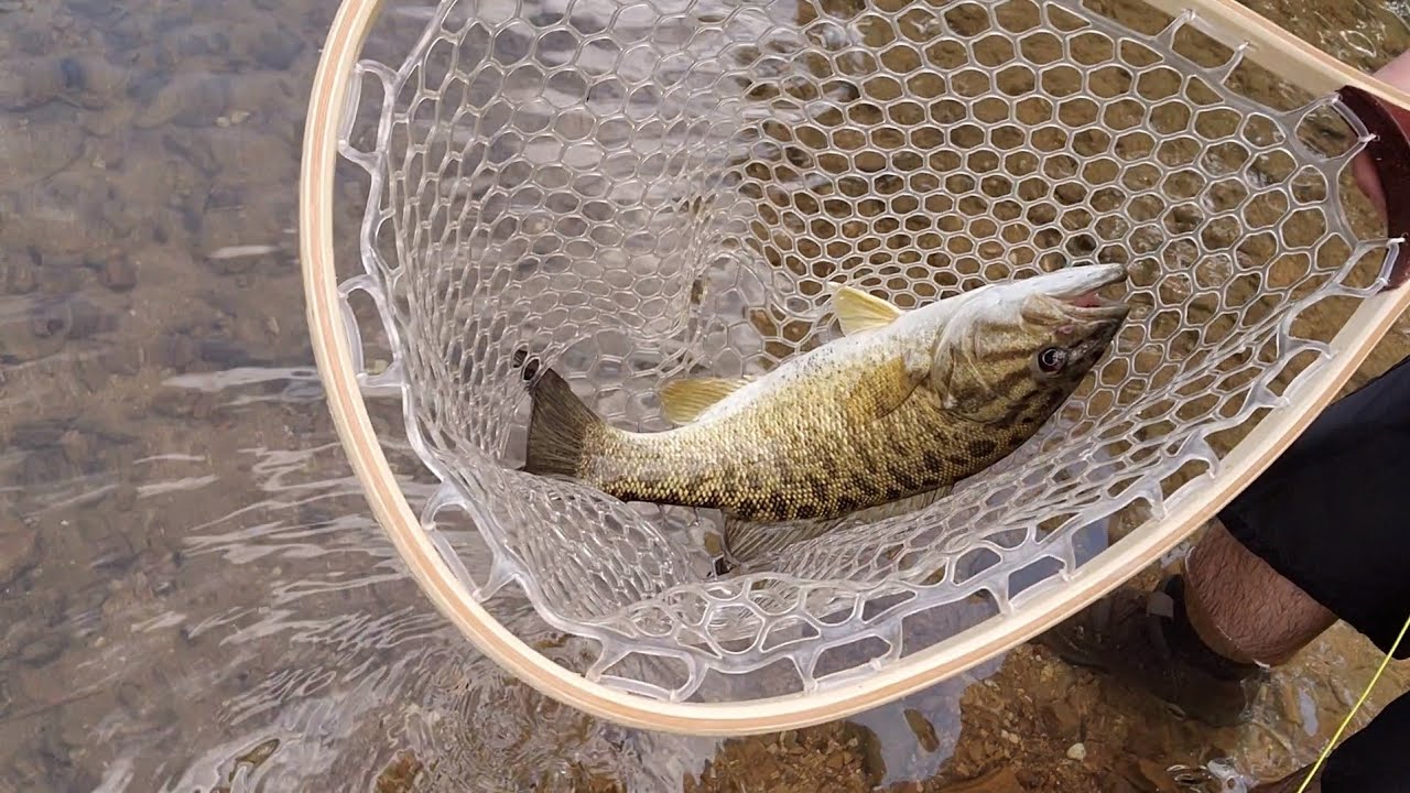 Small Creek Smallmouth on the Fly|Fishing with Paul Terry Jr| - YouTube