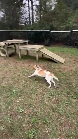 Rambo running in the yard! - YouTube