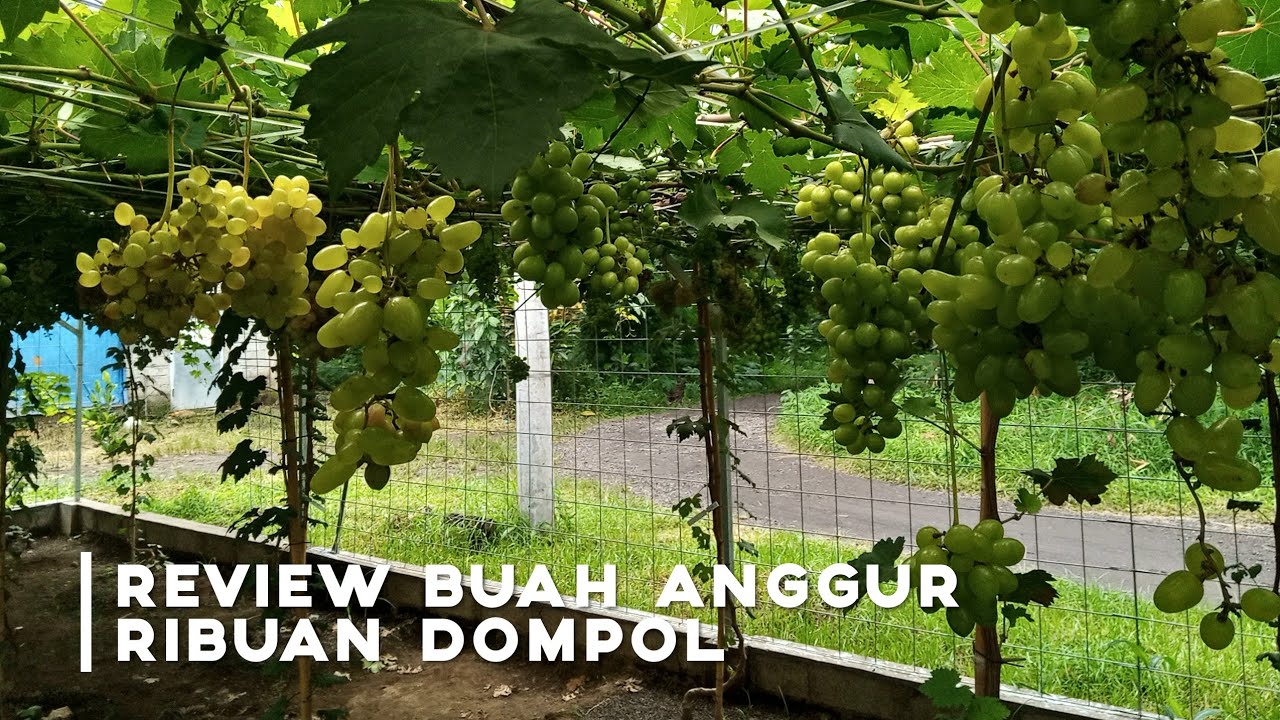 Cek lahan, anggur import RIBUAN DOMPOL di umur 4 bulan - YouTube