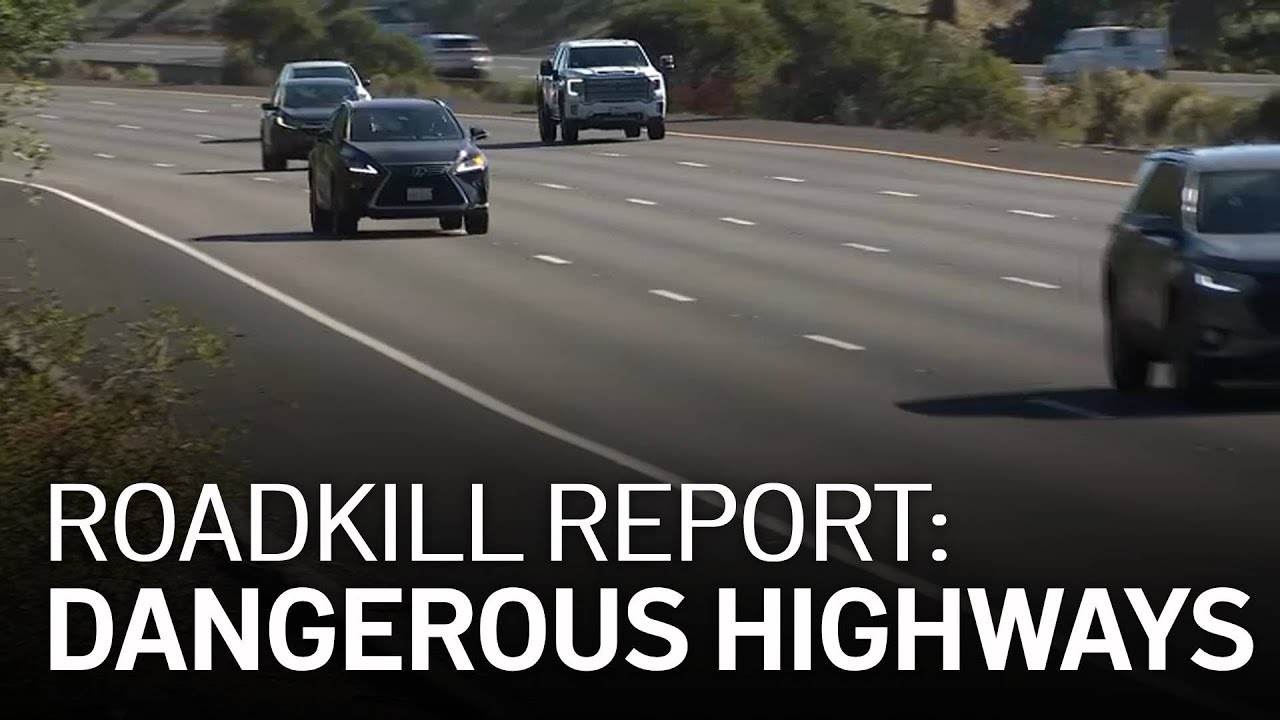 Roadkill Report Sheds Light on Dangerous Highways for Animals - YouTube