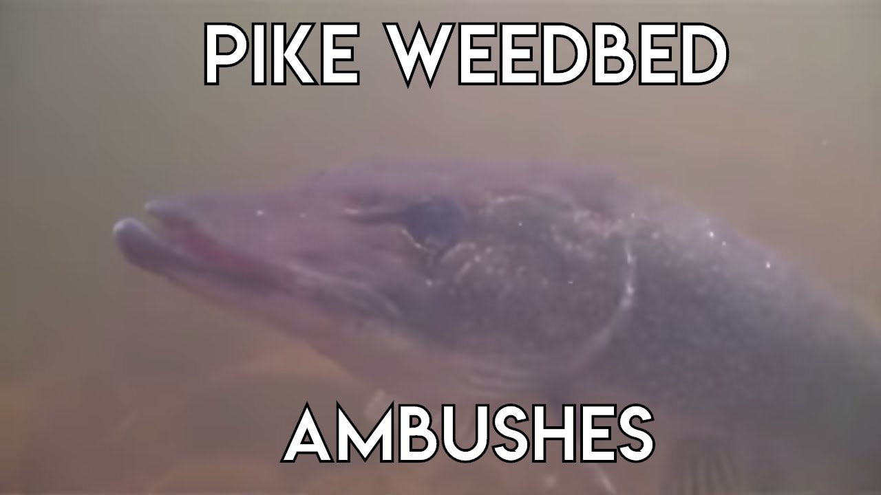 Pike in Weeds | Where They Will Ambush Prey - YouTube