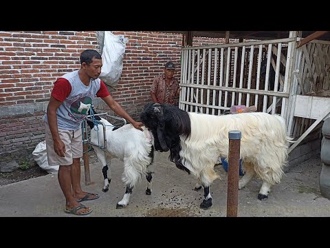 Long Hair Goat crosses etawa goat in village farm | Goat Farm in village