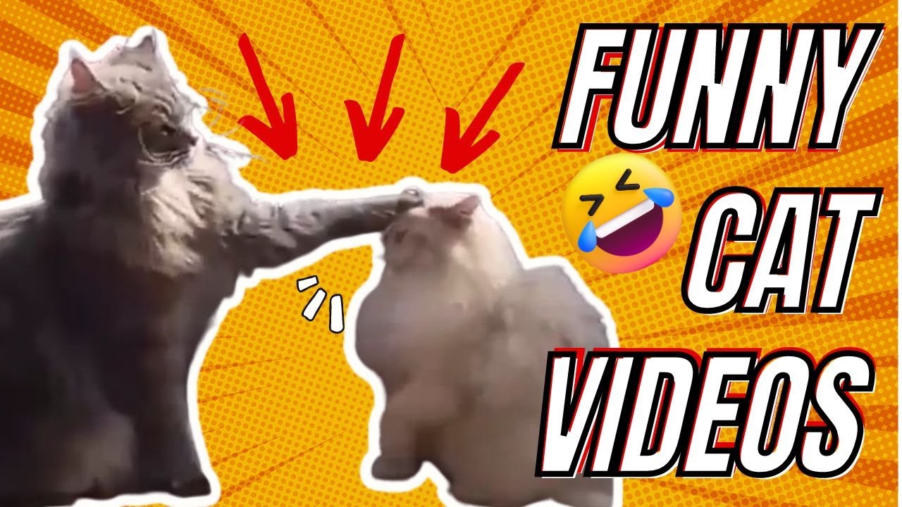 10-Minute Funny Cat Video Compilation: Feline Funnies Galore! - YouTube