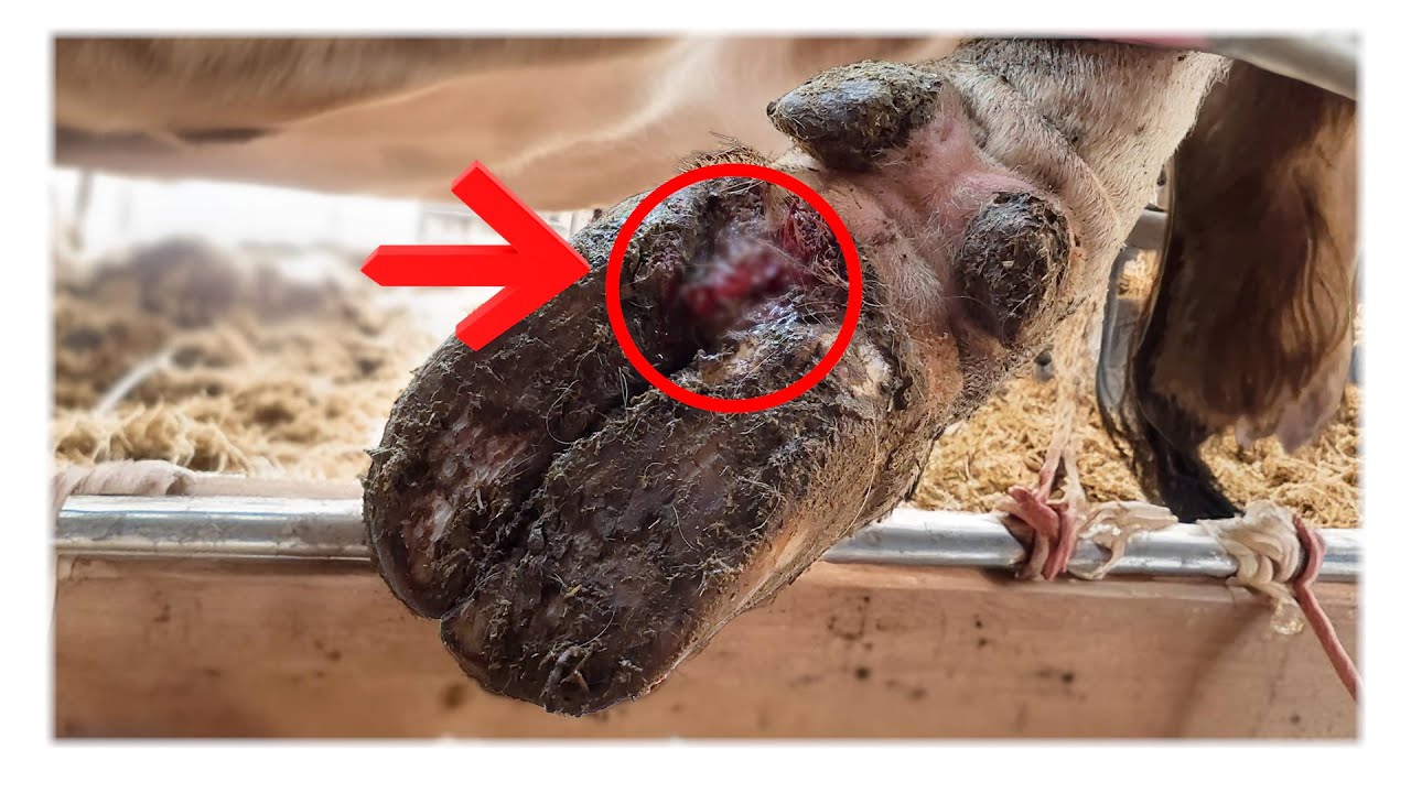 BADLY INFECTED HOOF! Cow couldn't even WALK! - YouTube