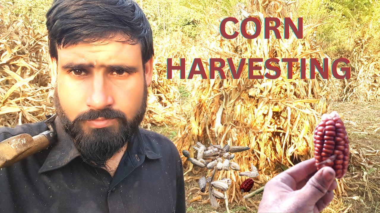 Corn Harvesting In Pakistan | Corn Collecting Season In Pakistani ...