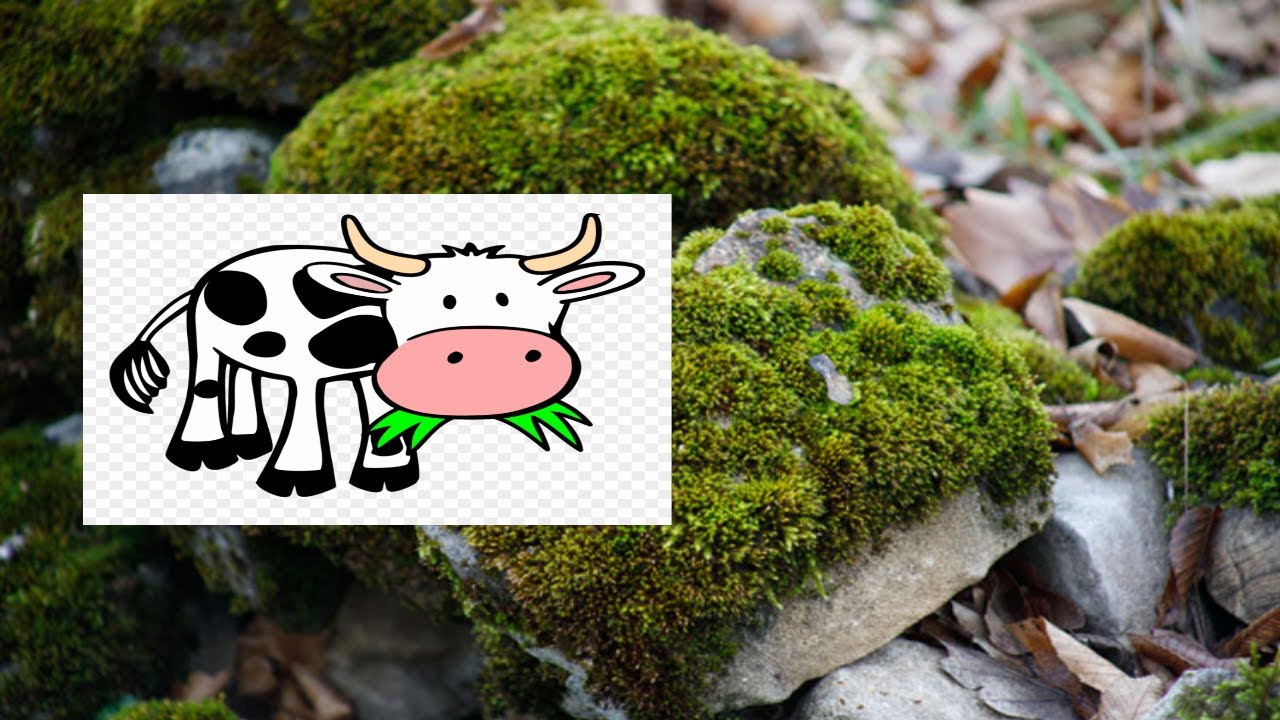 moss cow - YouTube