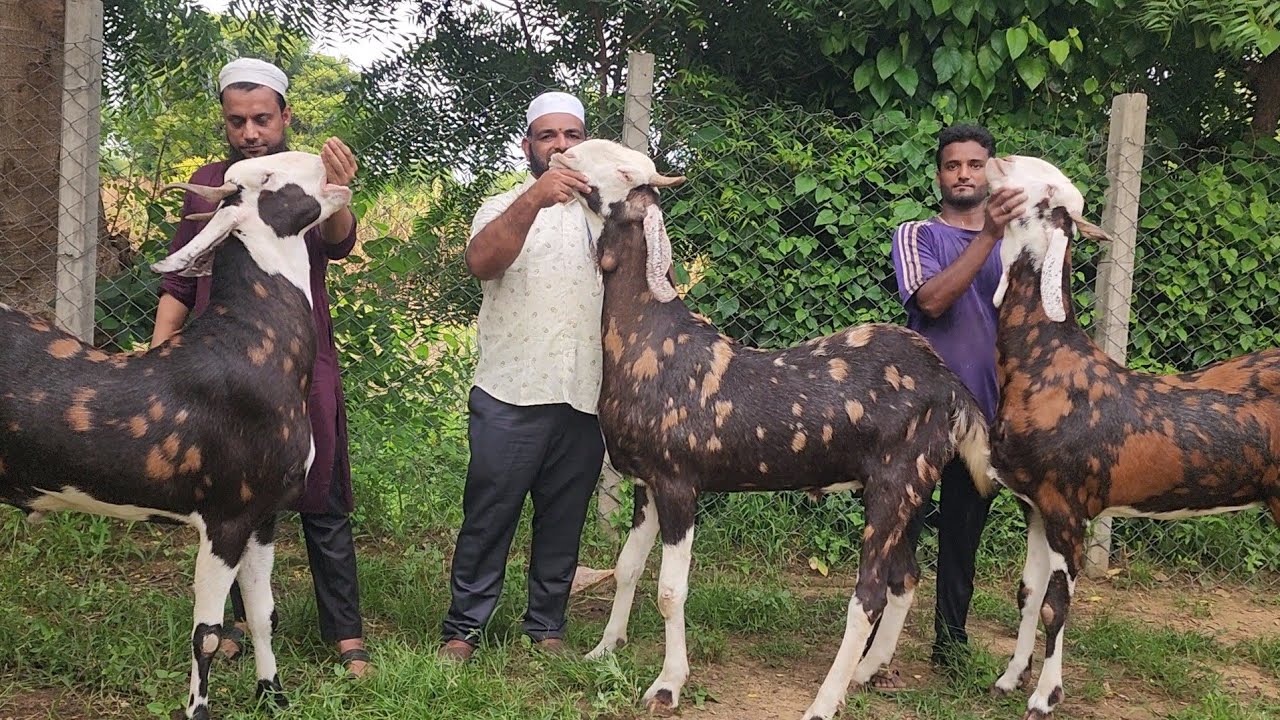 Biggest Gujri Collection Of All Time | Mujahid Bhai & Shakeel Bhai ...