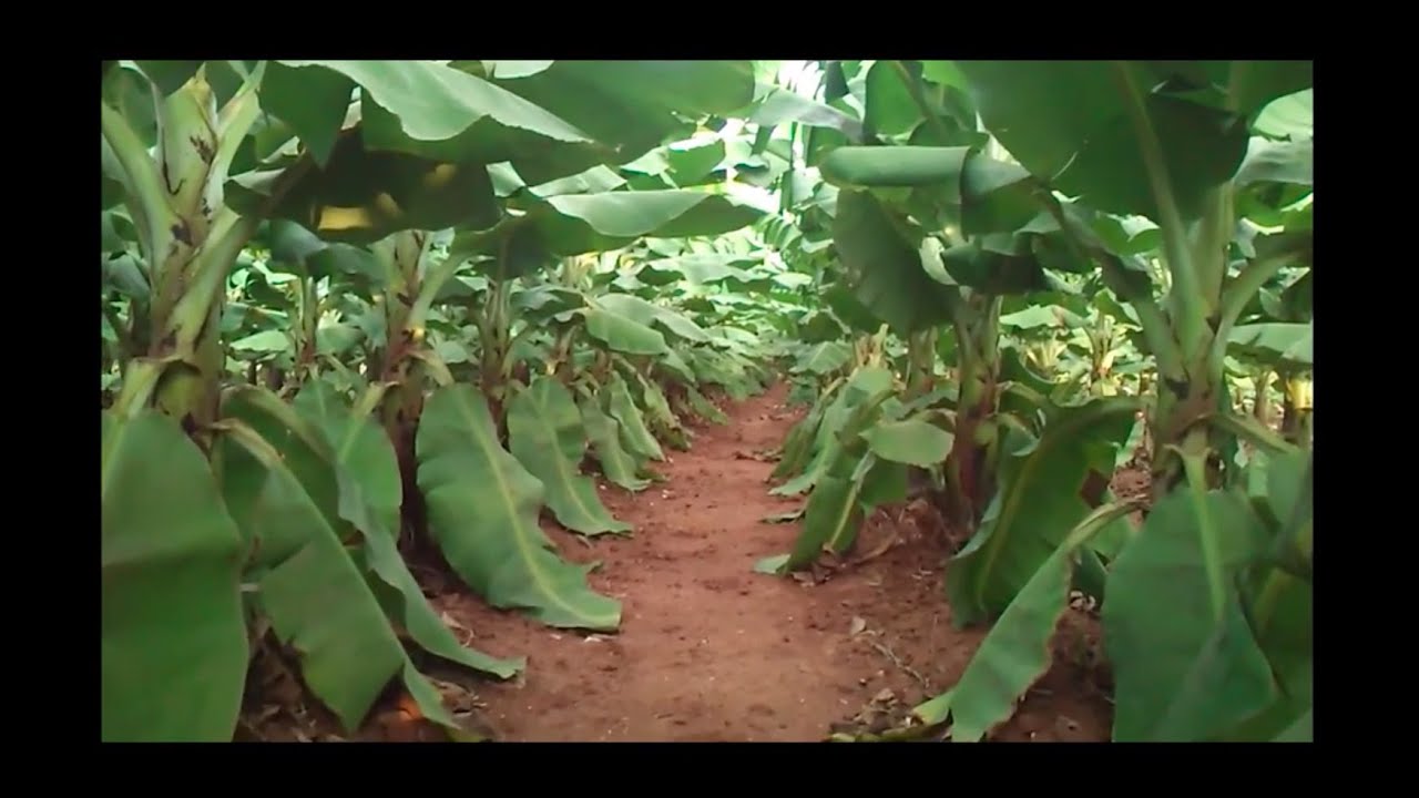 Soul of Krishi : Solution for Calcium deficiency in Banana - YouTube