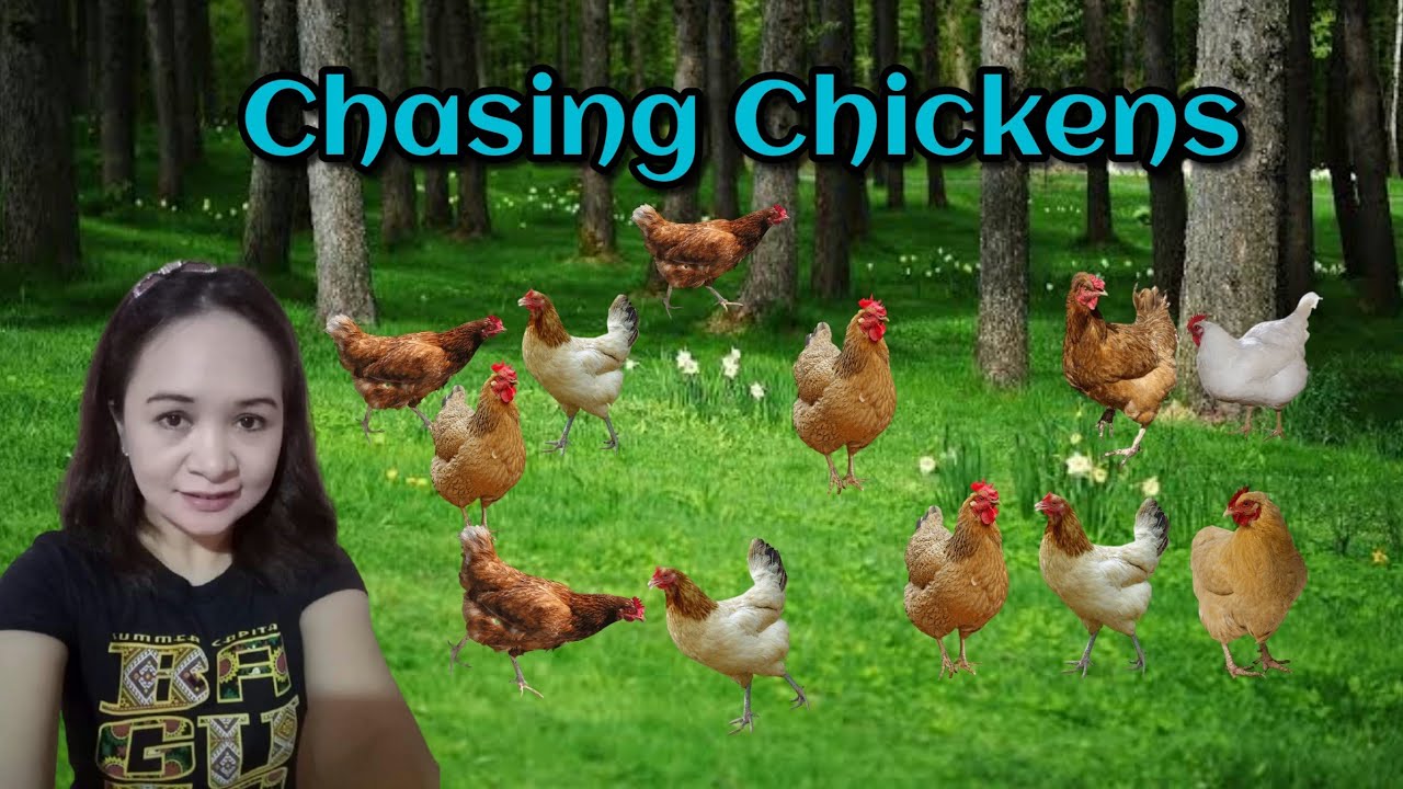 Chasing Chickens||Playing With The Chickens||Flexing November Members ...