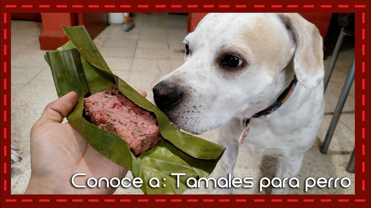 Conoce a: Tamales para perros I Tamalitos Dog - YouTube