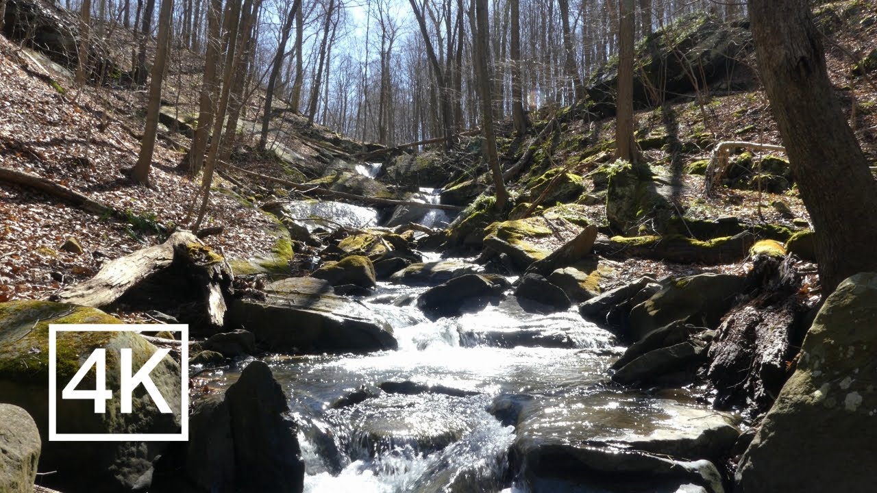4K Forest Stream on Sunny Day | Morning Ambience | 4K HD Nature Video ...