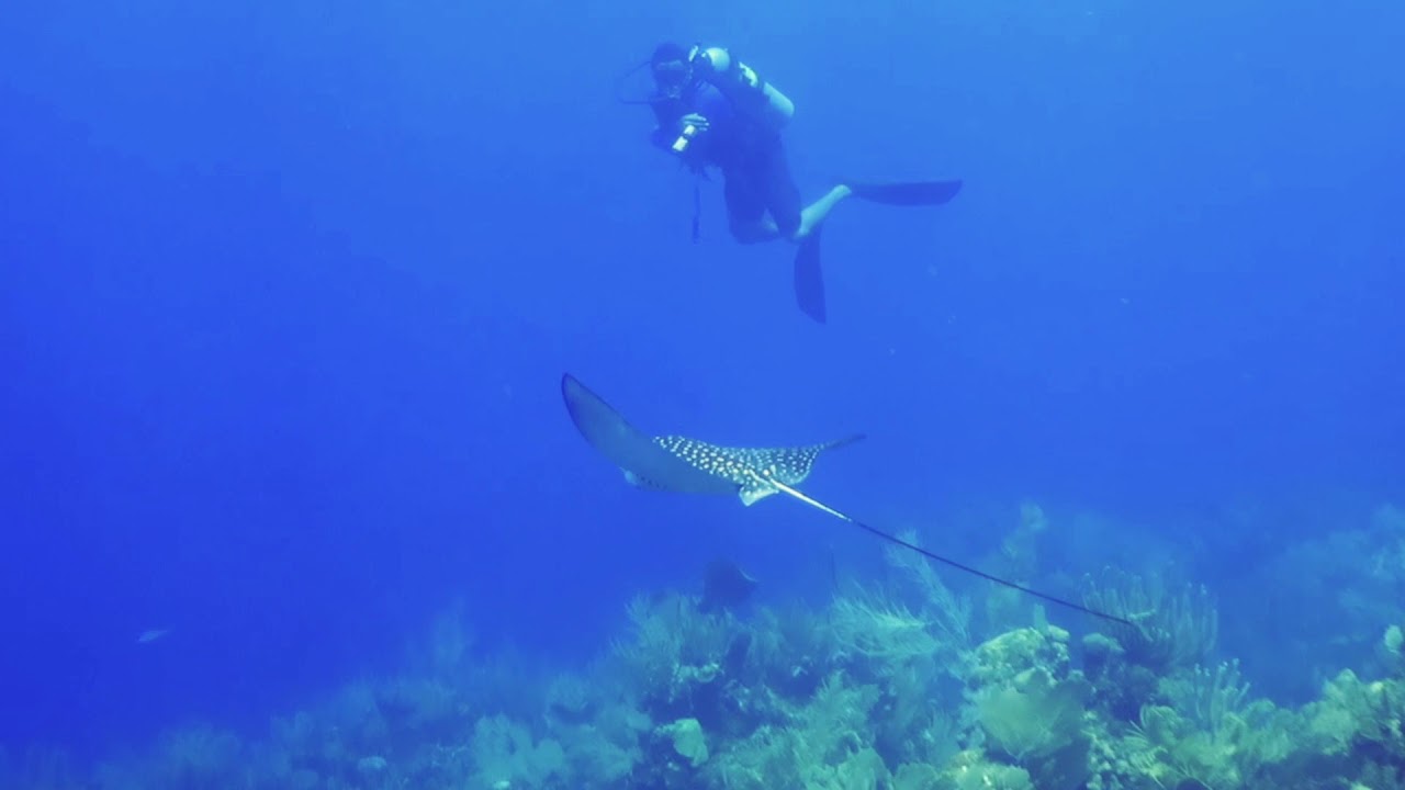 Roatan 2018 Eagle Ray - YouTube