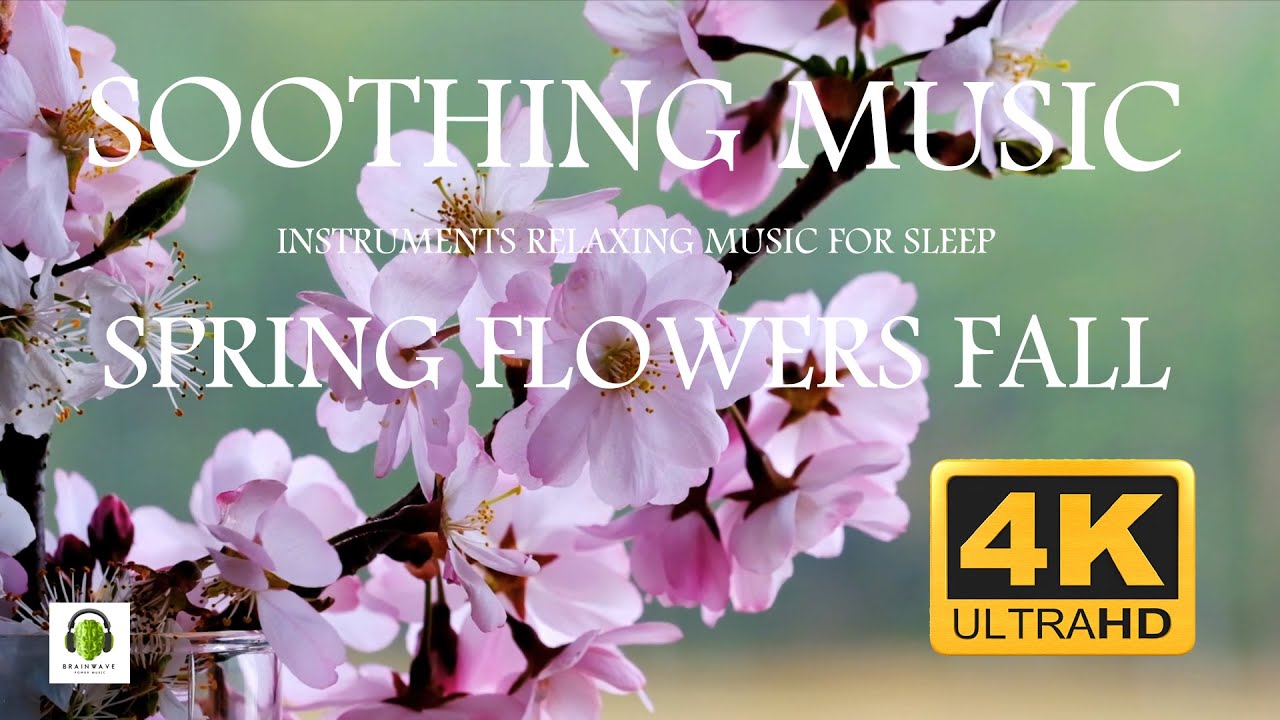 Blossoms Spring Branch Flowers fall | Instruments relaxing music for ...
