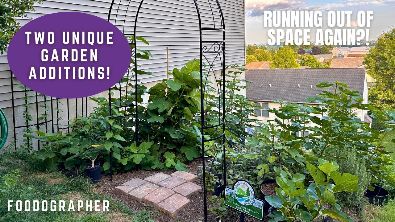 New Unique Additions to the Terrace Garden - Yuzu Citrus & Randino Fig ...