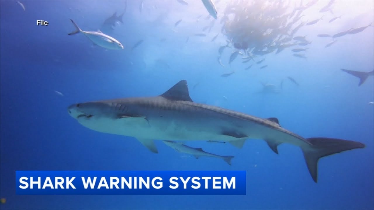 Senate calls for new shark alert system - YouTube