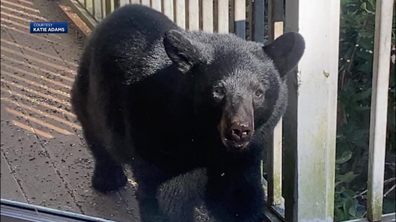 Black bear spends summer afternoon on Mass. family's porch - YouTube
