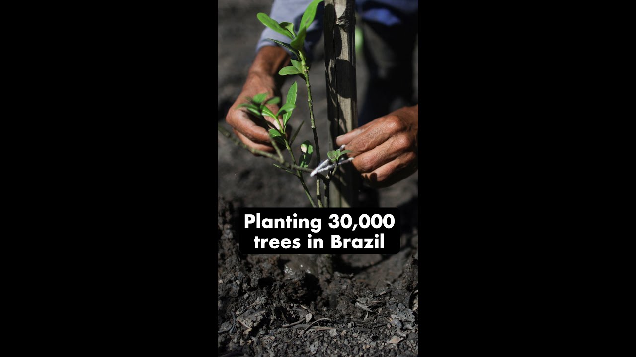 Planting 30,000 trees in Brazil - YouTube