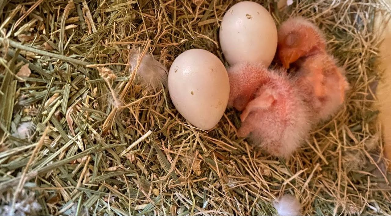 🐣👉Cría de Agapornis , Agapornis bebes papilleros - YouTube