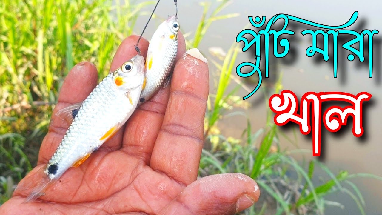 পুটি মাছ ধরার বিখ্যাত খাল | Dhakar Fish Lovers - YouTube