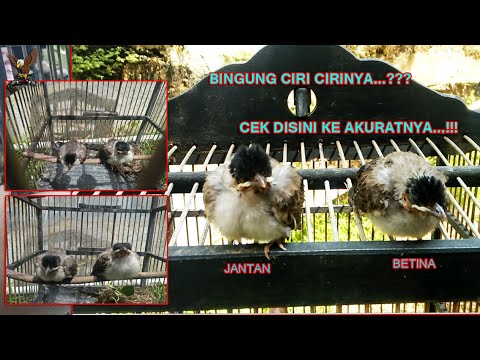 CARA MEMBEDAKAN ANAK KUTILANG JANTAN DAN BETINA, CIRI CIRI JANTAN DAN ...