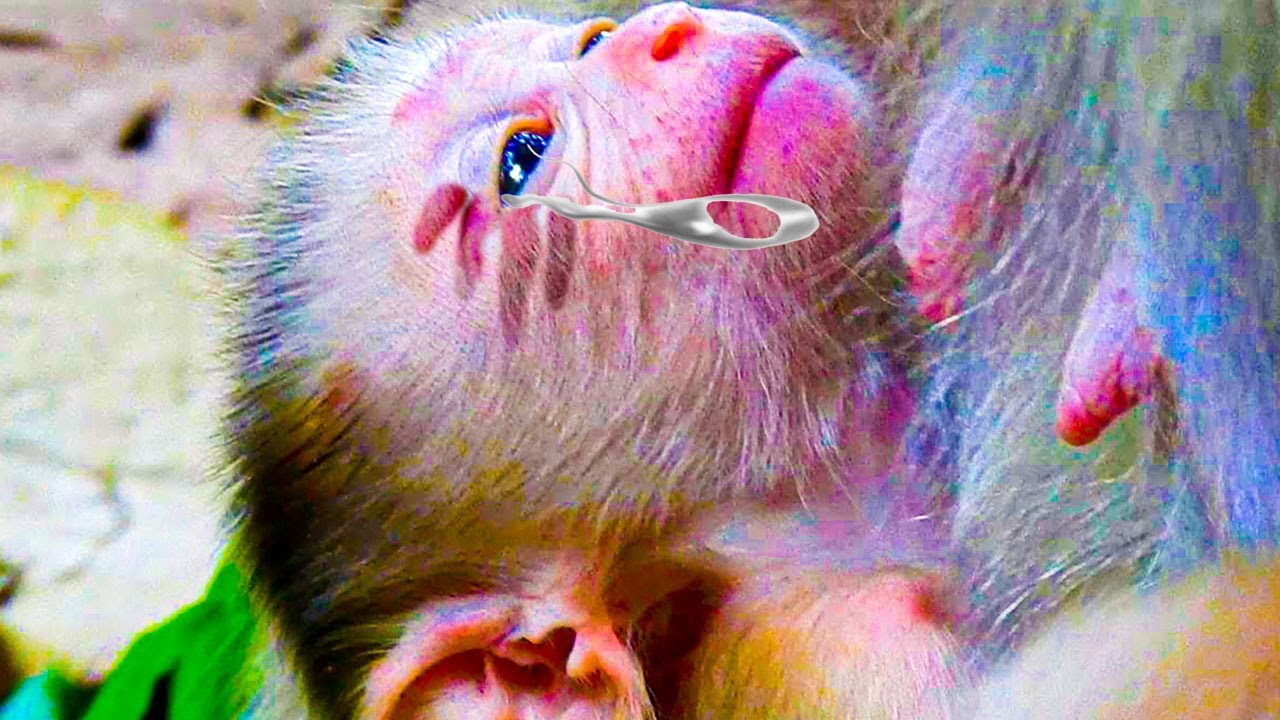 Good mum Julie allow monkey Lucy playing with bb wow love u - YouTube