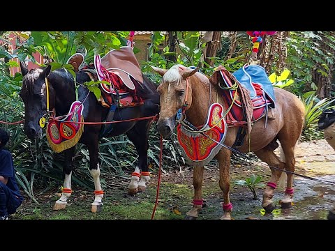 SERUU, LIHAT KUDA LUCU DIMANDIIN, BIAR SEGARR