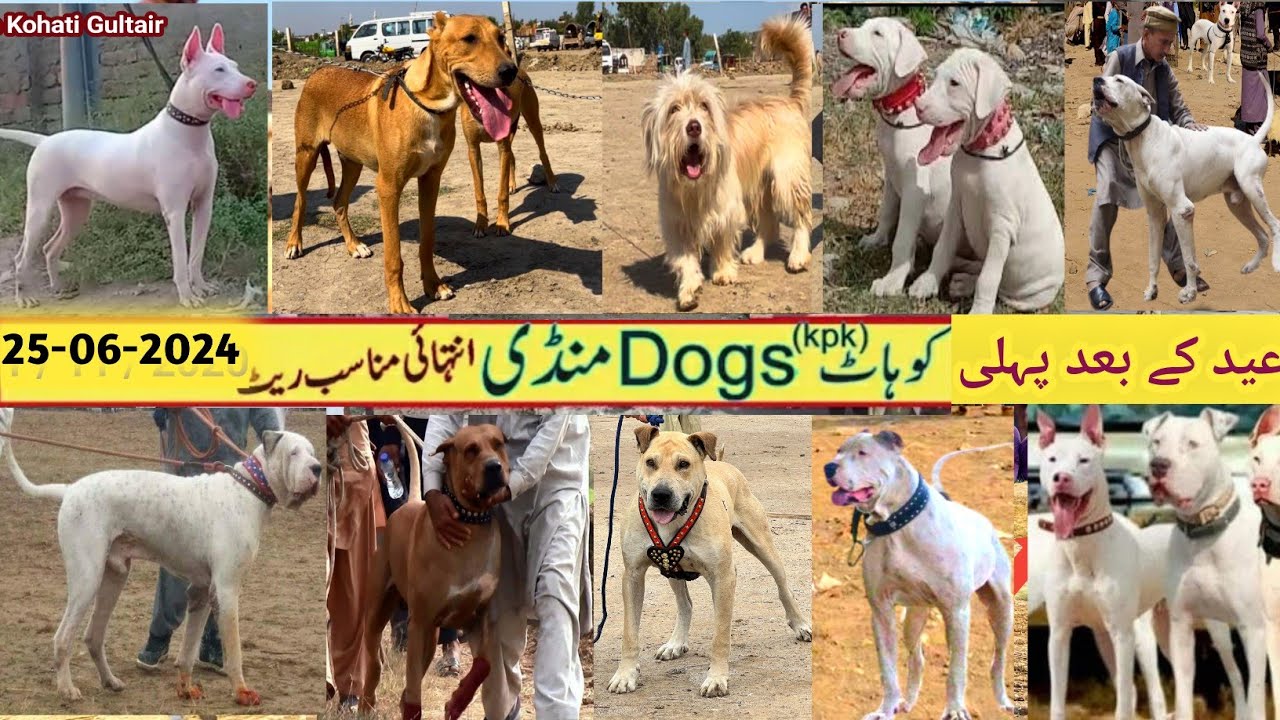 Eid Biggest Dogs 🐕 Show in Pakistan | Kohat Dog Mandi | Pk Animals ...