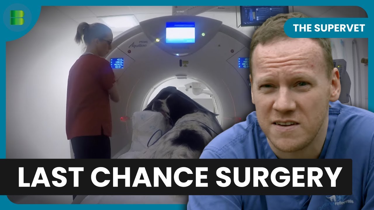 The Bionic Vet Saves Dogs With Revolutionary Surgery | The Supervet ...