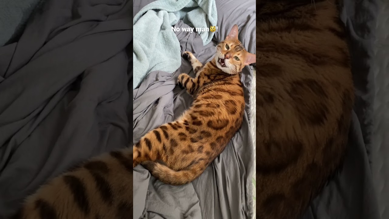 Pinching 🤏 the cat to get him to meow…😼 (a video response) - YouTube