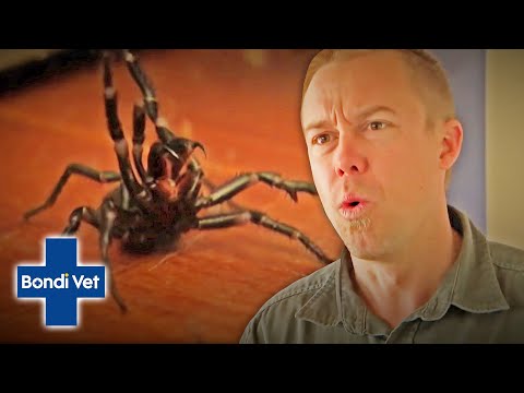 Tim Faulkner Finds Two Funnel Web Spiders In Friend's House! | Bondi Vet