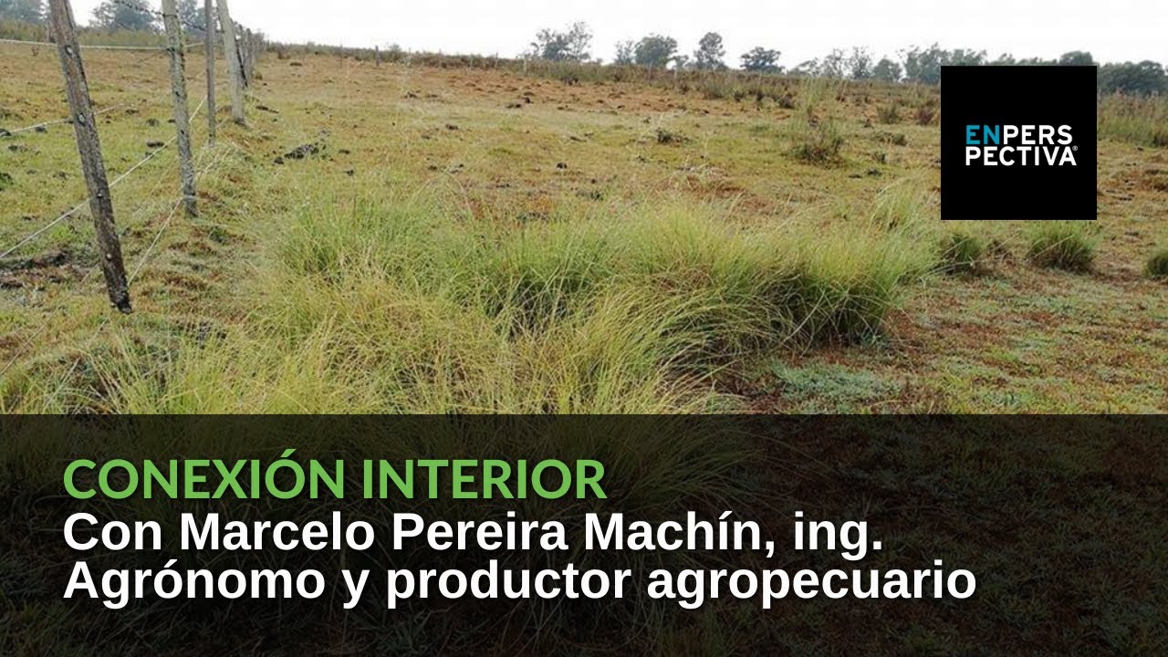 Campo natural y su "enemigo silencioso": el Capim annoni. ¿Cuáles son ...