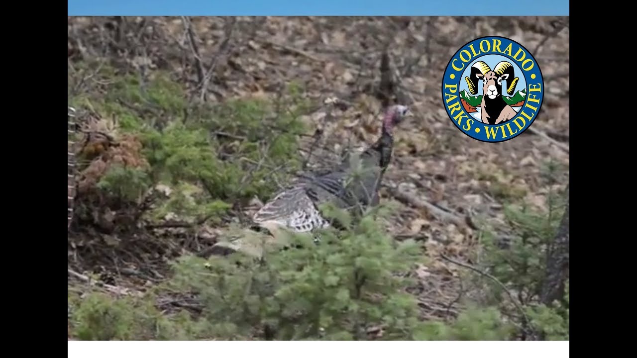 Highlands Ranch Turkey Relocation - YouTube