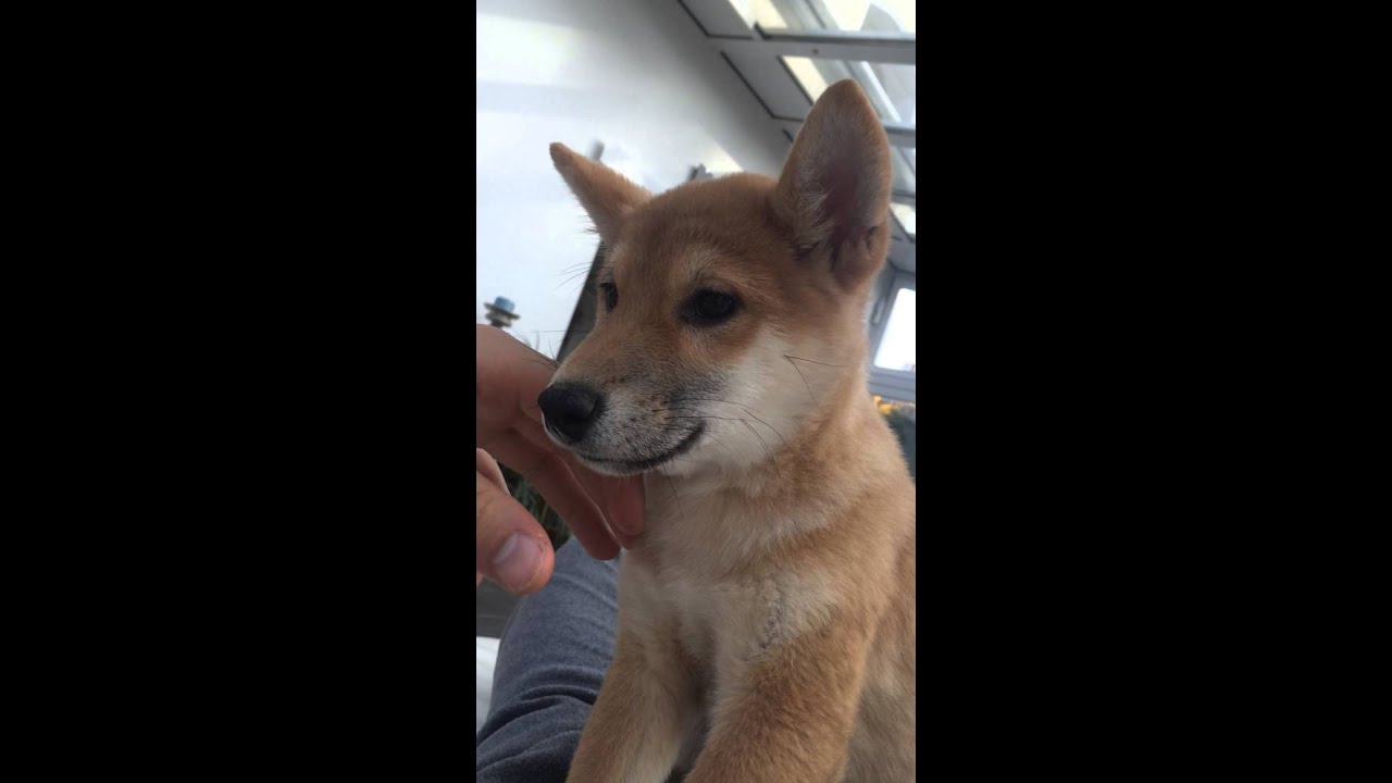 Shiba inu FOX - First DAY - YouTube